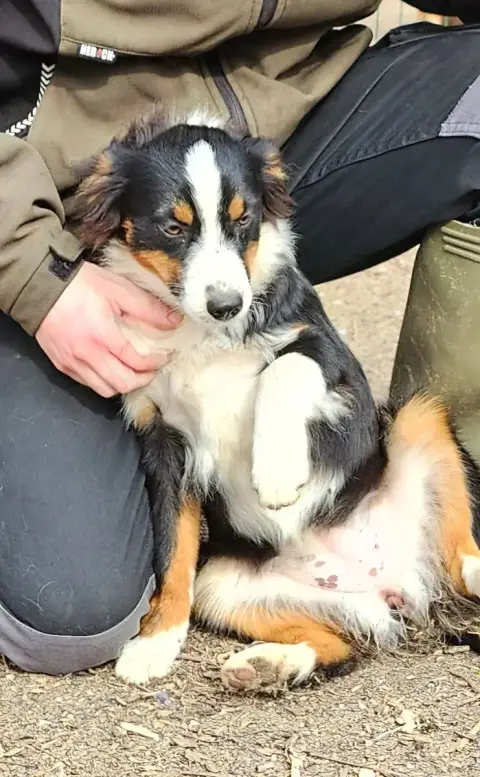 Adoption Chien en Charente-Maritime (17) | Adopt'Animaux