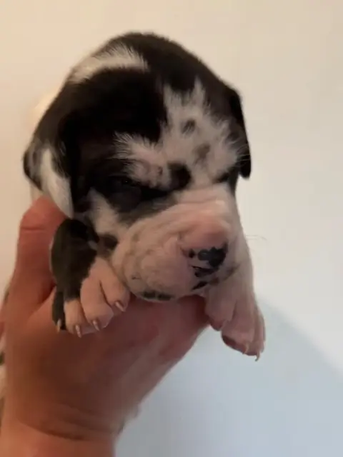 Adoption Chien Dogue Allemand : Dogue Allemand B Des Gardiens De L ...