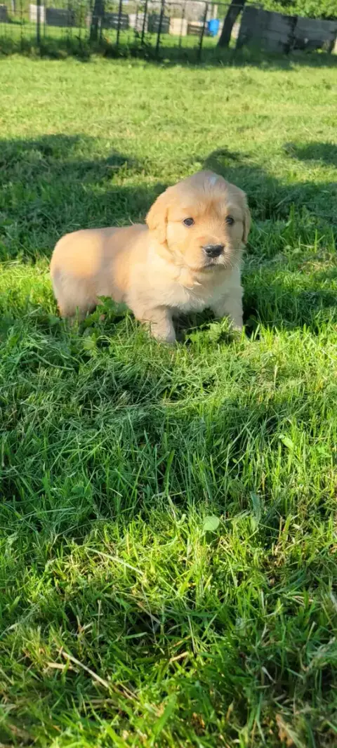 Adoption Chien Golden Retriever : Golden Retriever B.... Des Molosses ...
