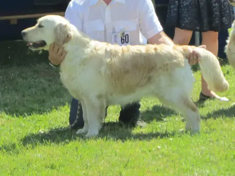 Adoption Chien Golden Retriever : Golden Retriever Orange De La Patte ...