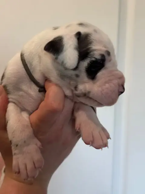 Adoption Chien Dogue Allemand : Dogue Allemand B Des Gardiens De L ...