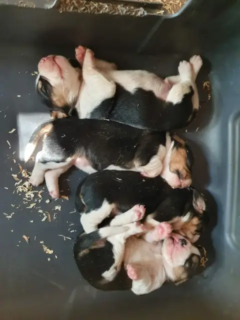 Adoption Chien Beagle : Beagle Chiot N°1 De L'Etang Du Catchou à ...