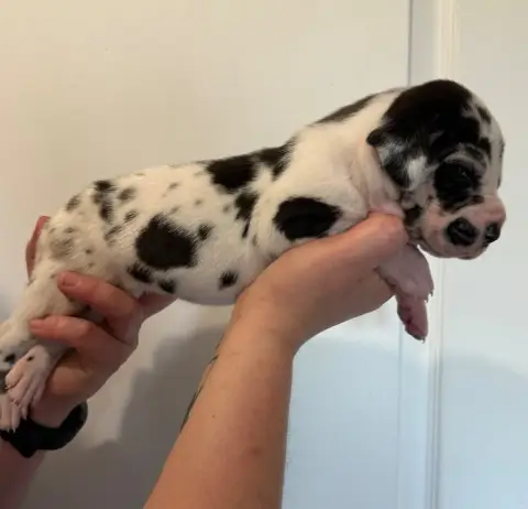 Adoption Chien Dogue Allemand : Dogue Allemand B Des Gardiens De L ...