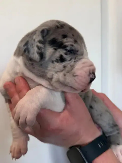 Adoption Chien Dogue Allemand : Dogue Allemand B Des Gardiens De L ...
