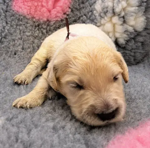 Adoption Chien Golden Retriever : Golden Retriever Bacco à La Chapelle ...