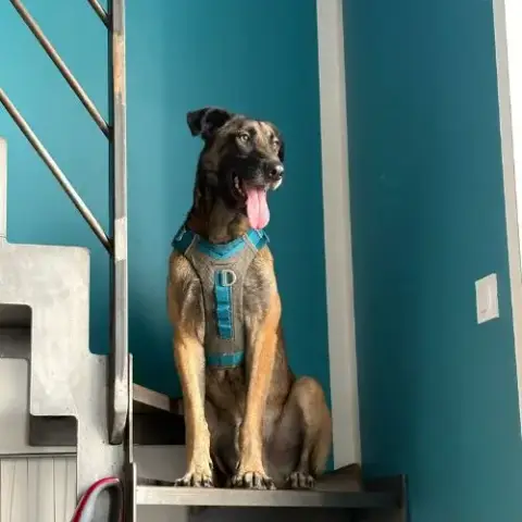 Adoption Chien Berger Belge Malinois : Ursu à Auvergne-Rhône-Alpes ...