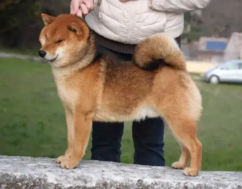 Adoption Chien Shiba Inu : Shiba Chiot N°4 Du Mas De L'Aspic à ...