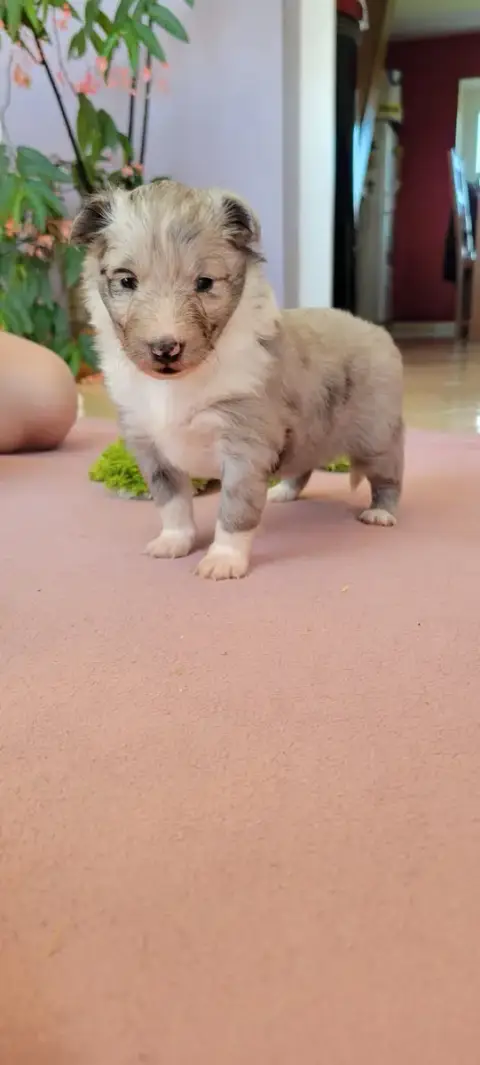 Adoption Chien Shetland sheepdog : Shetland Sheepdog B..... Des ...