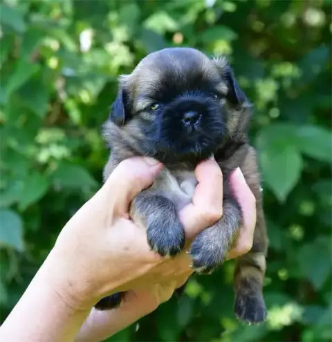 Adoption Chien Épagneul Breton : Epagneul Tibetain Chiot N°1 De Dame ...