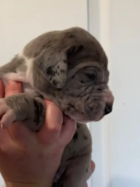 Adoption Chien Dogue Allemand : Dogue Allemand B Des Gardiens De L ...