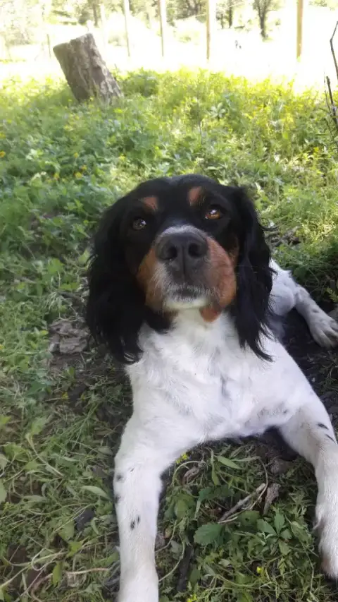 Adoption Chien Épagneul Breton : Epagneul Breton Chiot N°9 Des Terres ...