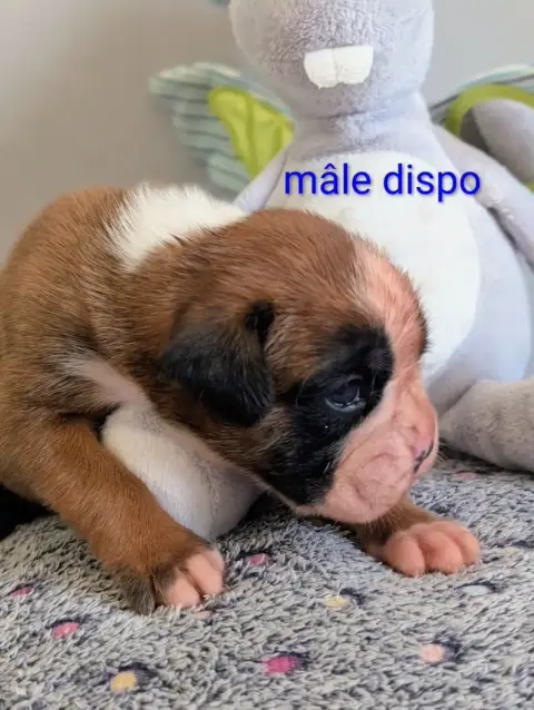 Adoption Chien Boxer : Boxer Blue Foncé Des Rêves Angélique à La ...