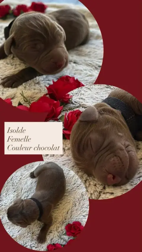 Adoption Chien Labrador Retriever : Labrador Retriever Isolde Du ...
