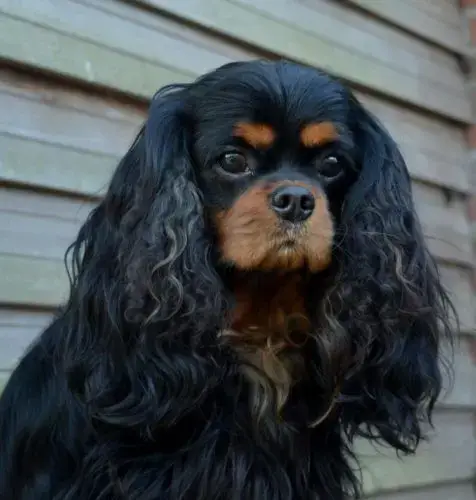 Adoption Chien Cavalier King Charles : Cavalier King Charles Spaniel ...