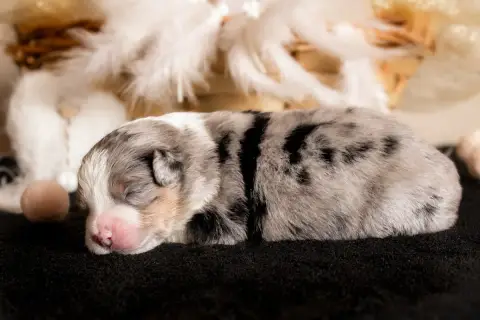 Adoption Chien Berger americain : Berger Américain Miniature à Le Péage ...