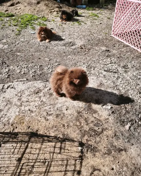 Adoption Chien Spitz Nain : Spitz Allemand à Poiseul La Grange | Adopt ...