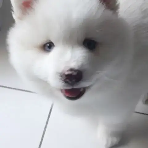 Adoption Chien Pomsky : Pomsky F3 à Pays de la Loire | Adopt'Animaux