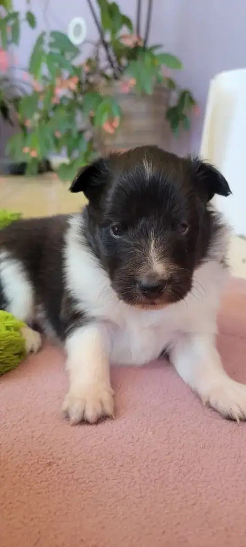 Adoption Chien Shetland sheepdog : Shetland Sheepdog B..... Des ...