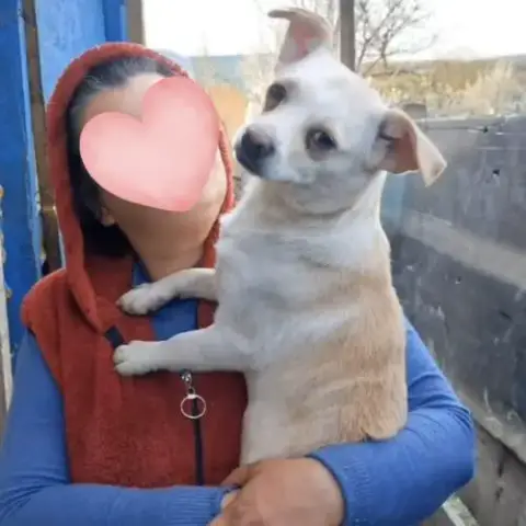 Adoption Chien Chihuahua : Snow à Provence-Alpes-Côte d'Azur | Adopt ...
