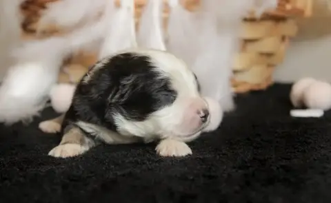 Adoption Chien Berger americain : Berger Américain Miniature à Le Péage ...