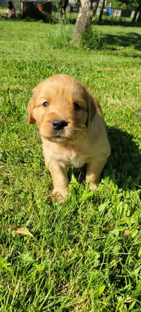 Adoption Chien Golden Retriever : Golden Retriever B..... Des Molosses ...