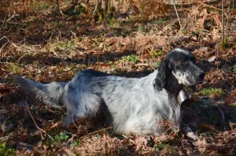 Adoption Chien Setter Anglais : Setter Anglais Chiot N°1 Du Mas De ...
