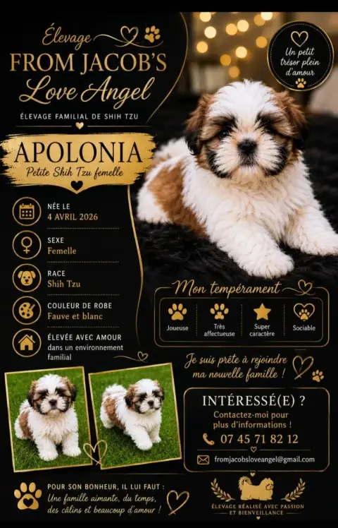 Adoption Chien Shih Tzu : Shih Tzu Chiot 1 From Jacob'S Love Angel à ...