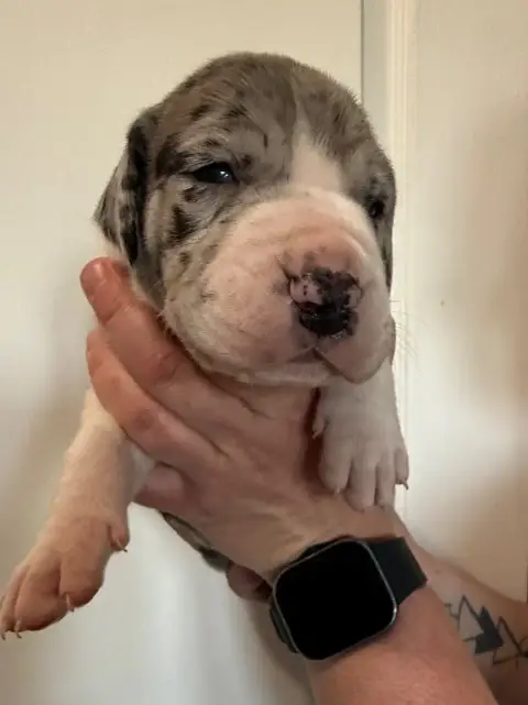 Adoption Chien Dogue Allemand : Dogue Allemand B Des Gardiens De L ...