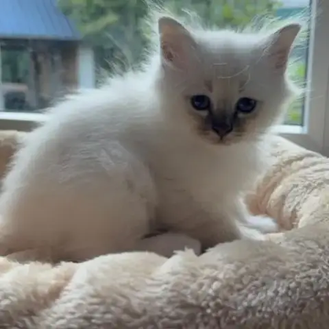 Adoption Chat Sacré de Birmanie : Chatons Sacrés De Birmanie Loof à ...
