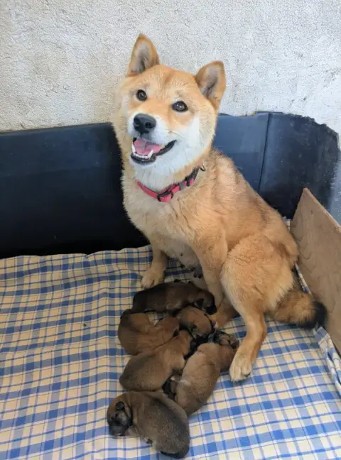Adoption Chien Shiba Inu : Shiba Chiot N°5 Du Mas De L'Aspic à ...