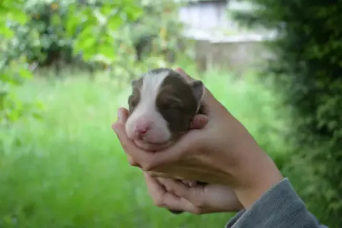Adoption Chien Laika de iakoutie : Laika De Iakoutie Bijû Kokuô The ...