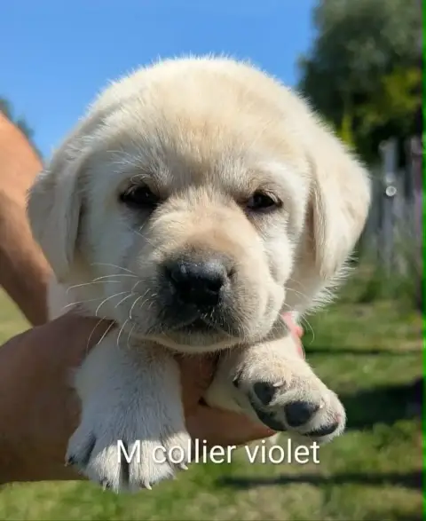 Adoption Chien Labrador Retriever : Labrador Retriever à Langon Sur ...