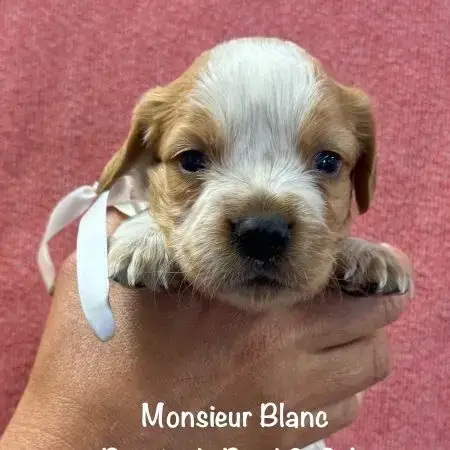Adoption Chien Épagneul Breton : Superbes Chiots Epagneul Breton Orange ...