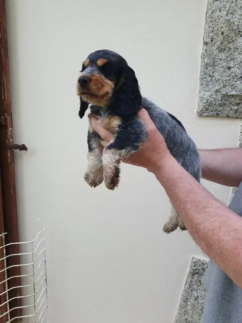 Adoption Chien Cocker Spaniel Anglais : Cocker Spaniel Anglais Bulma De ...