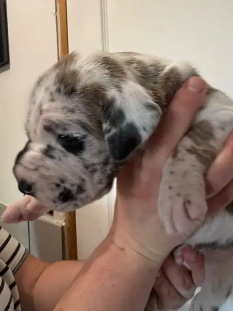 Adoption Chien Dogue Allemand : Dogue Allemand B Des Gardiens De L ...