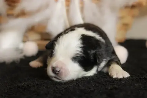 Adoption Chien Berger americain : Berger Américain Miniature à Le Péage ...