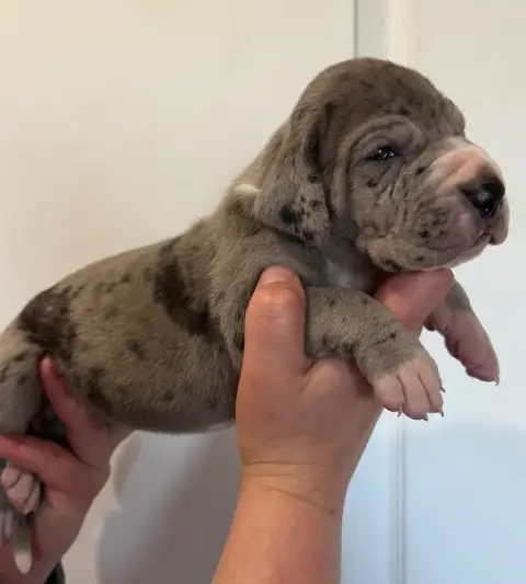 Adoption Chien Dogue Allemand : Dogue Allemand B Des Gardiens De L ...