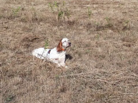 Adoption Chien Setter Anglais : Setter Anglais Chiot N°1 Du Mas De ...