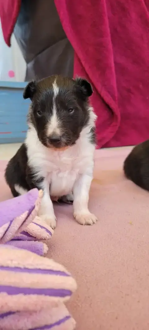 Adoption Chien Shetland sheepdog : Shetland Sheepdog B.... Des Molosses ...