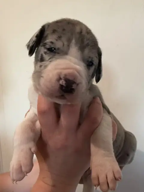 Adoption Chien Dogue Allemand : Dogue Allemand B Des Gardiens De L ...
