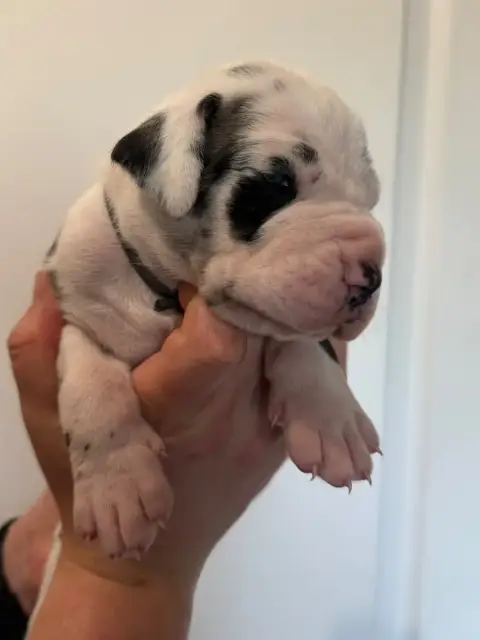Adoption Chien Dogue Allemand : Dogue Allemand B Des Gardiens De L ...