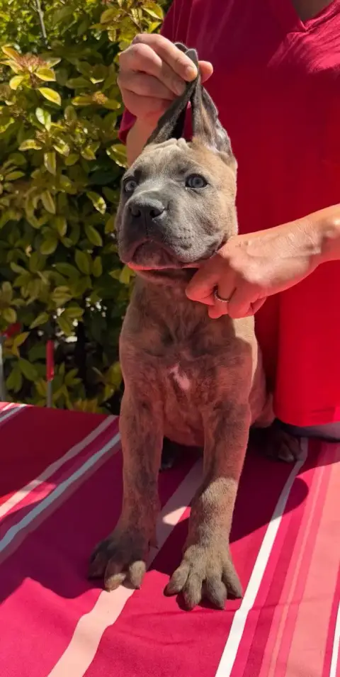 Adoption Chien Cane Corso : Cane Corso Boston De La Tour Du Mont D'Or à ...