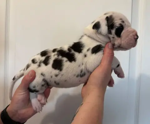 Adoption Chien Dogue Allemand : Dogue Allemand B Des Gardiens De L ...