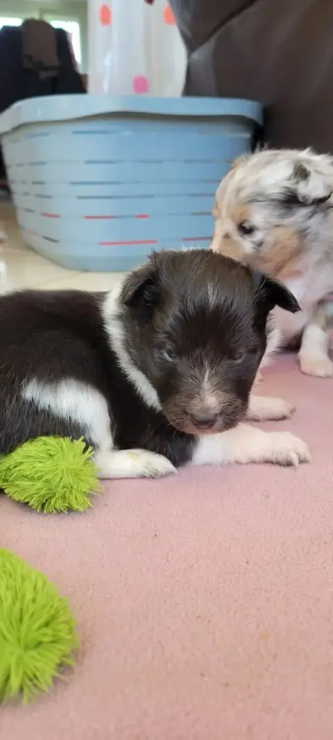 Adoption Chien Shetland sheepdog : Shetland Sheepdog B..... Des ...