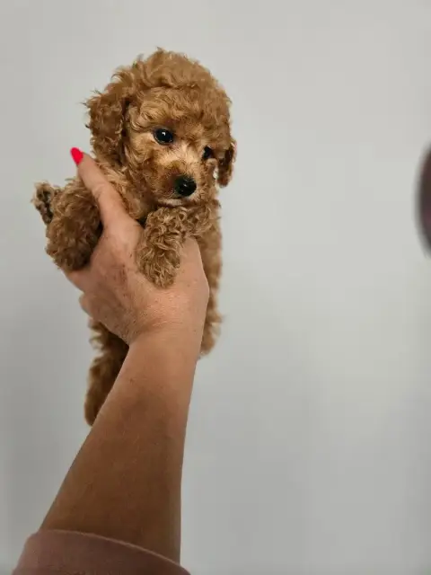 Adoption Chien Caniche : Caniche Chiot N°1 Du Domaine De La Vallée ...