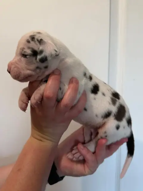 Adoption Chien Dogue Allemand : Dogue Allemand B Des Gardiens De L ...