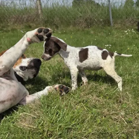 Adoption Chien Chien : Babsy à Cazères | Adopt'Animaux