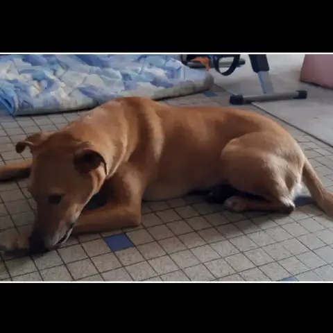 Adoption Chien Chien : Daisy à Rennes | Adopt'Animaux