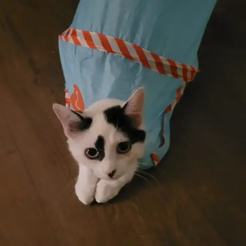 Adoption Chat Européen : Ayo à Melrand | Adopt'Animaux