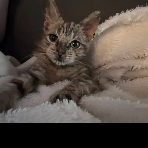 Adoption Chat Européen : Snow à Levallois-Perret | Adopt'Animaux